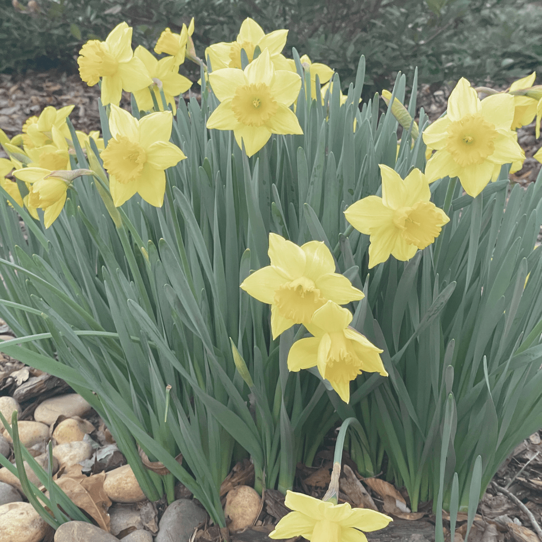 Lemon Verbena & Thyme is now a permanent part of Amani! – Amani Soaps